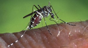Asian Tiger Mosquito Invasion!