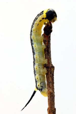 Alabama Pests: All About Catalpa Worms - Vulcan Termite & Pest Control