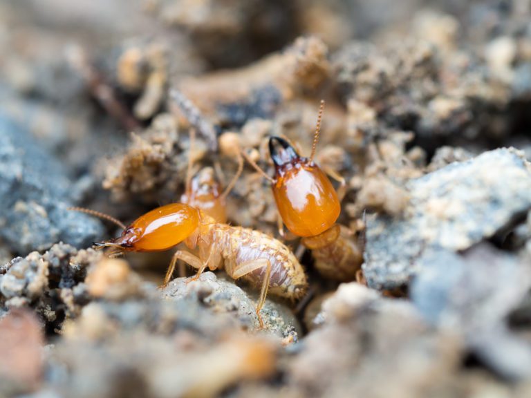 Formosan Termites: What You Need to Know - Vulcan Termite & Pest Control