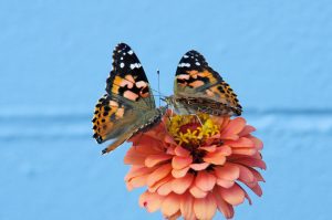 Insect Fun Facts | Mating Rituals of Bugs