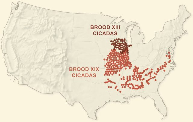 Cicada Brood XIII 2024 | Where Will Cicadas Appear?