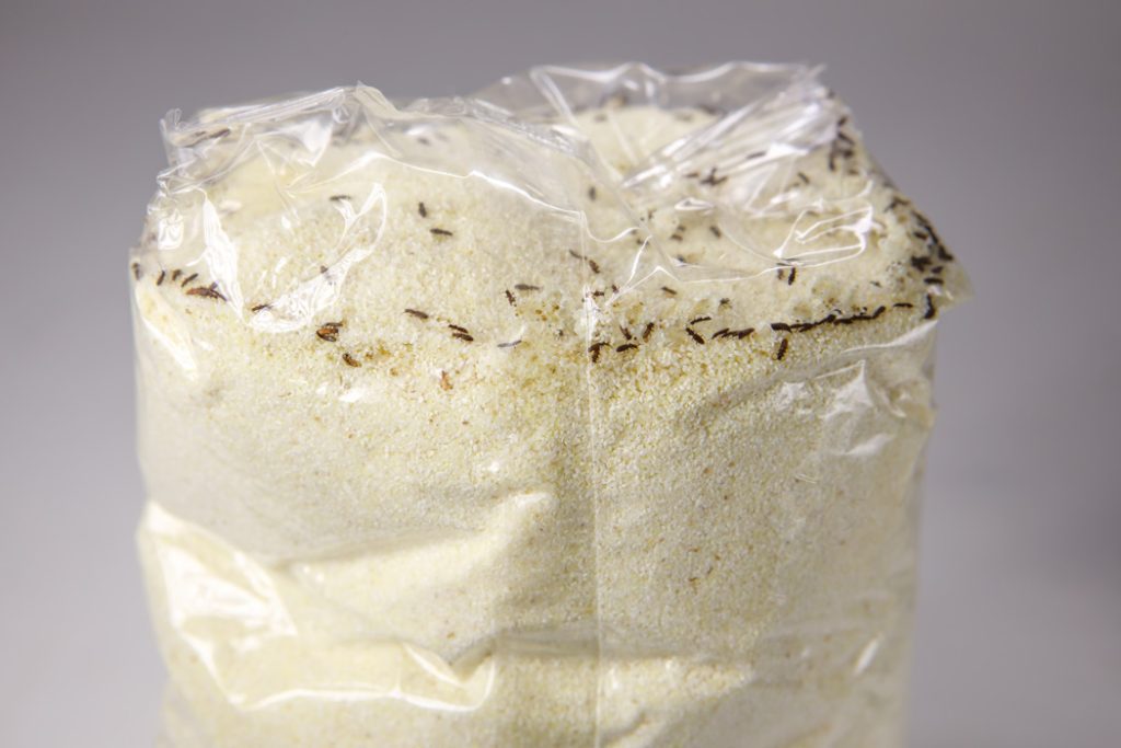 What Are Weevils, the Bugs that Get in Flour?