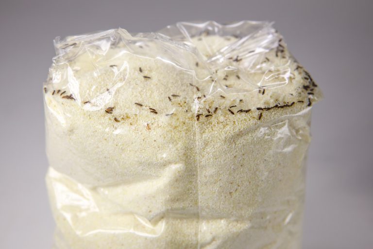 What Are Weevils, the Bugs that Get in Flour?