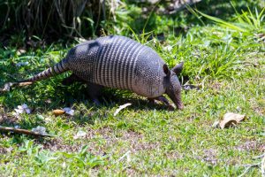 Why Do Armadillos Dig Holes in Your Yard?