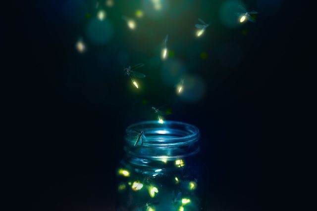 How to Keep Fireflies Alive in a Jar this Summer - Vulcan Termite ...