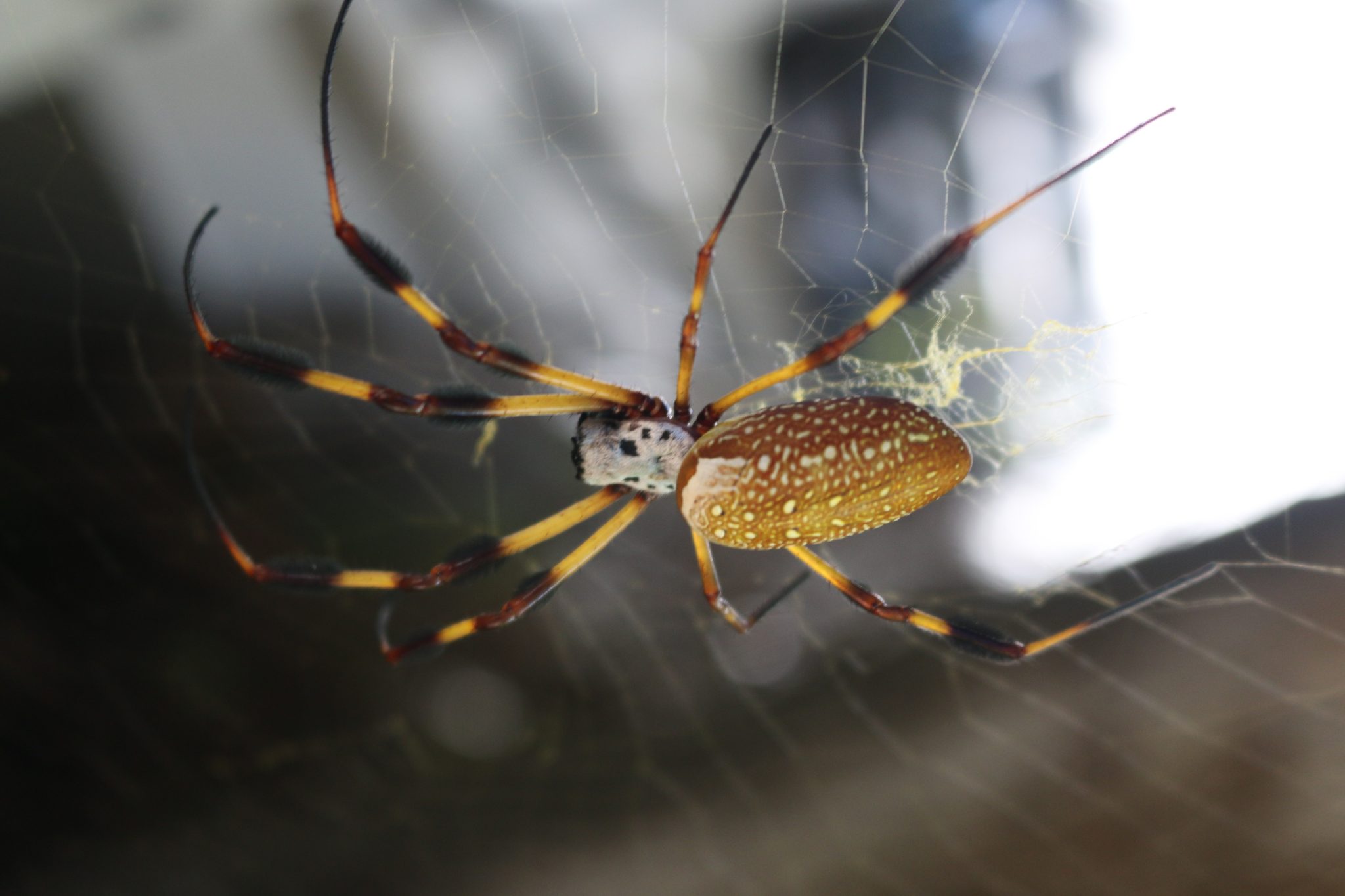 Information on Pests, Rodents & More in Alabama -Vulcan Termite Blog