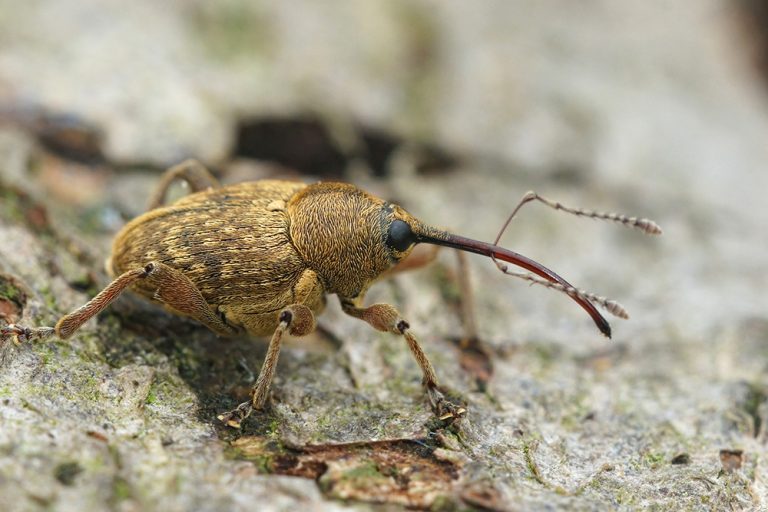 Here’s What Happens if You Eat Spice Bugs