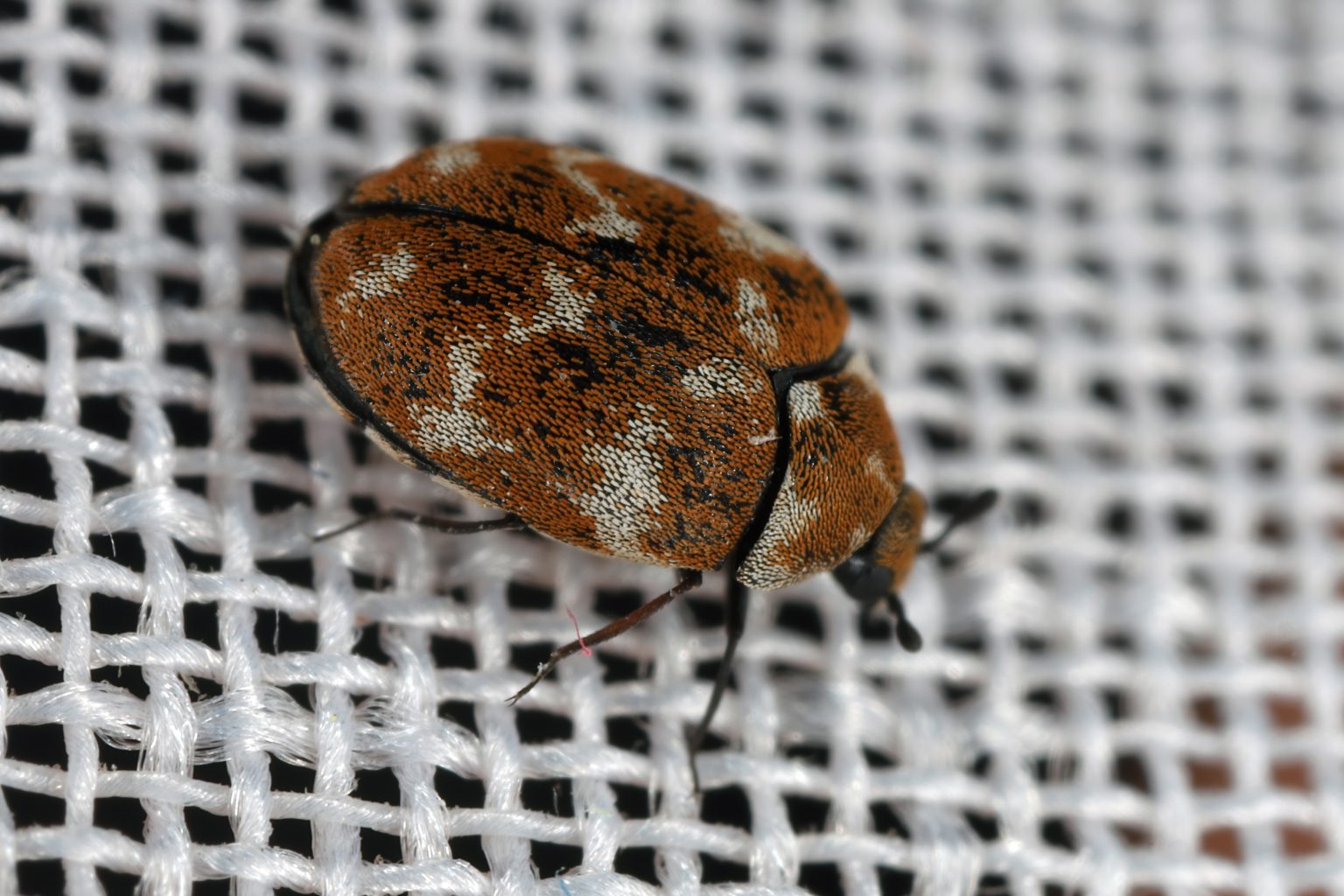 Information on Pests, Rodents & More in Alabama -Vulcan Termite Blog