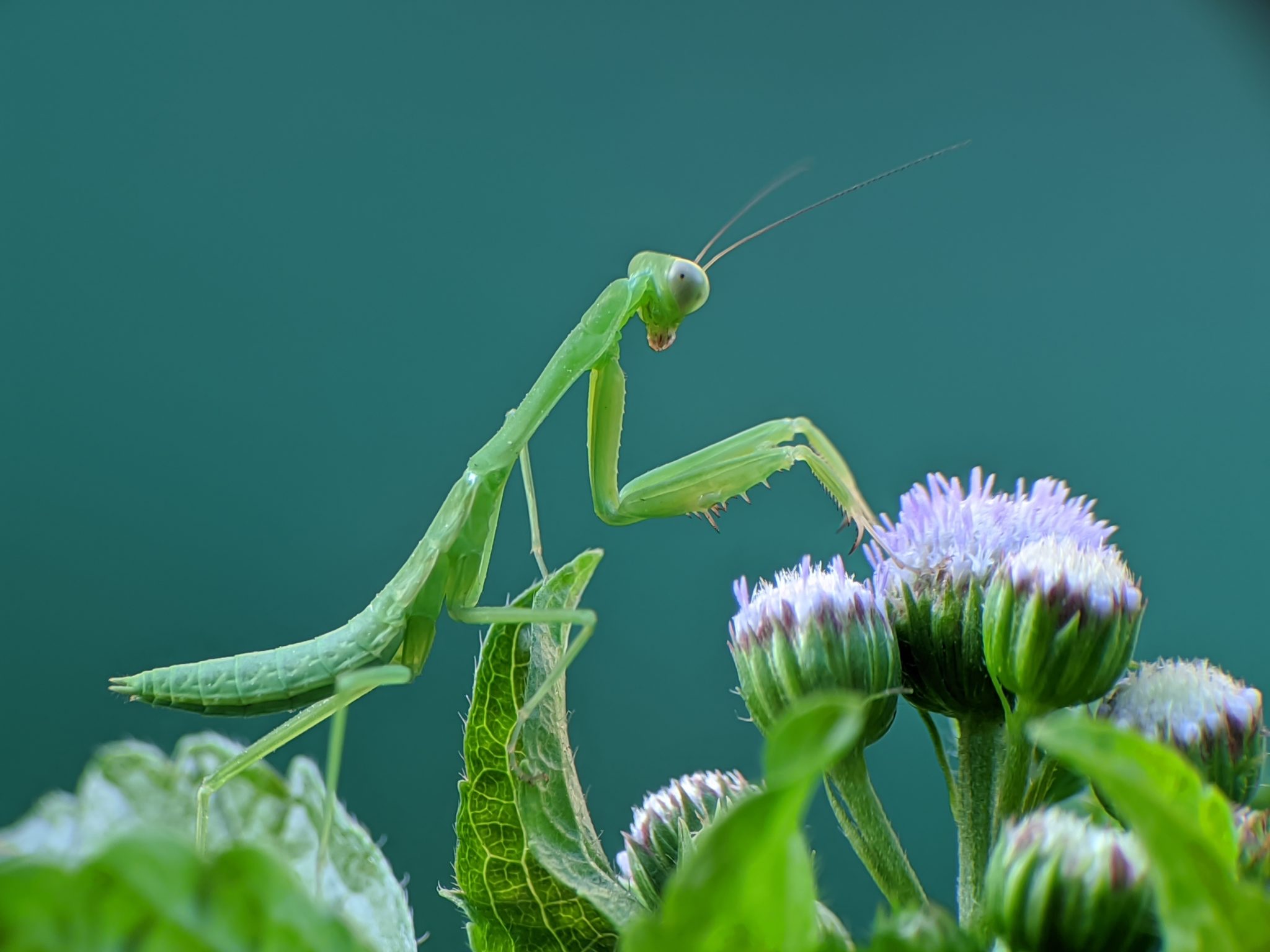 Information on Pests, Rodents & More in Alabama -Vulcan Termite Blog