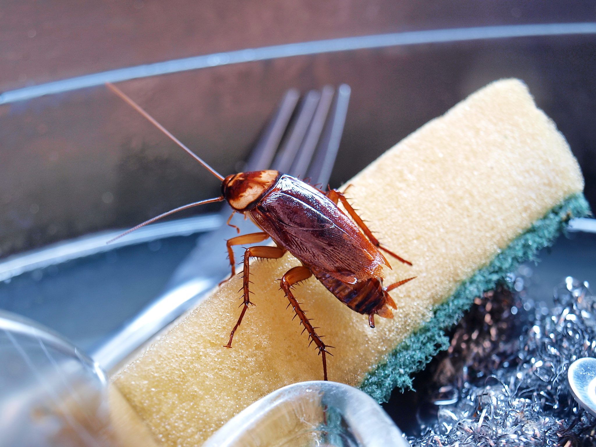 Information on Pests, Rodents & More in Alabama -Vulcan Termite Blog