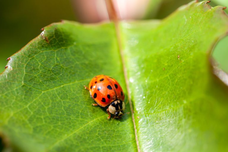 Why Are “Evil Ladybugs” and “Death Spirals” in the News?