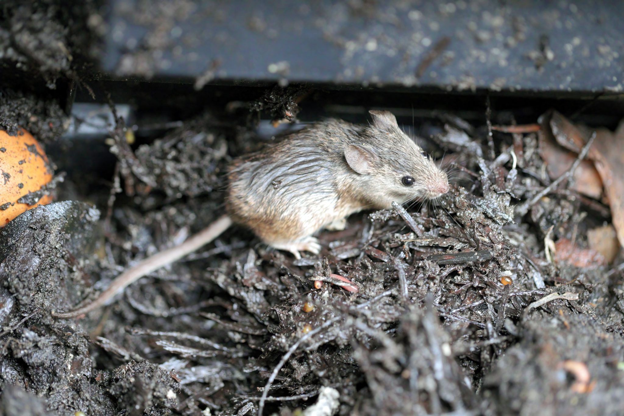 Information on Pests, Rodents & More in Alabama -Vulcan Termite Blog